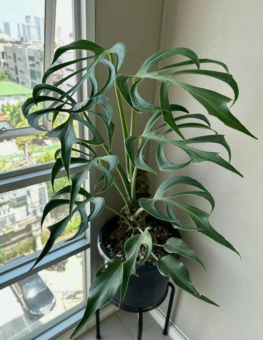 The Monstera Burle Marx Flame: A Striking Indoor Gem